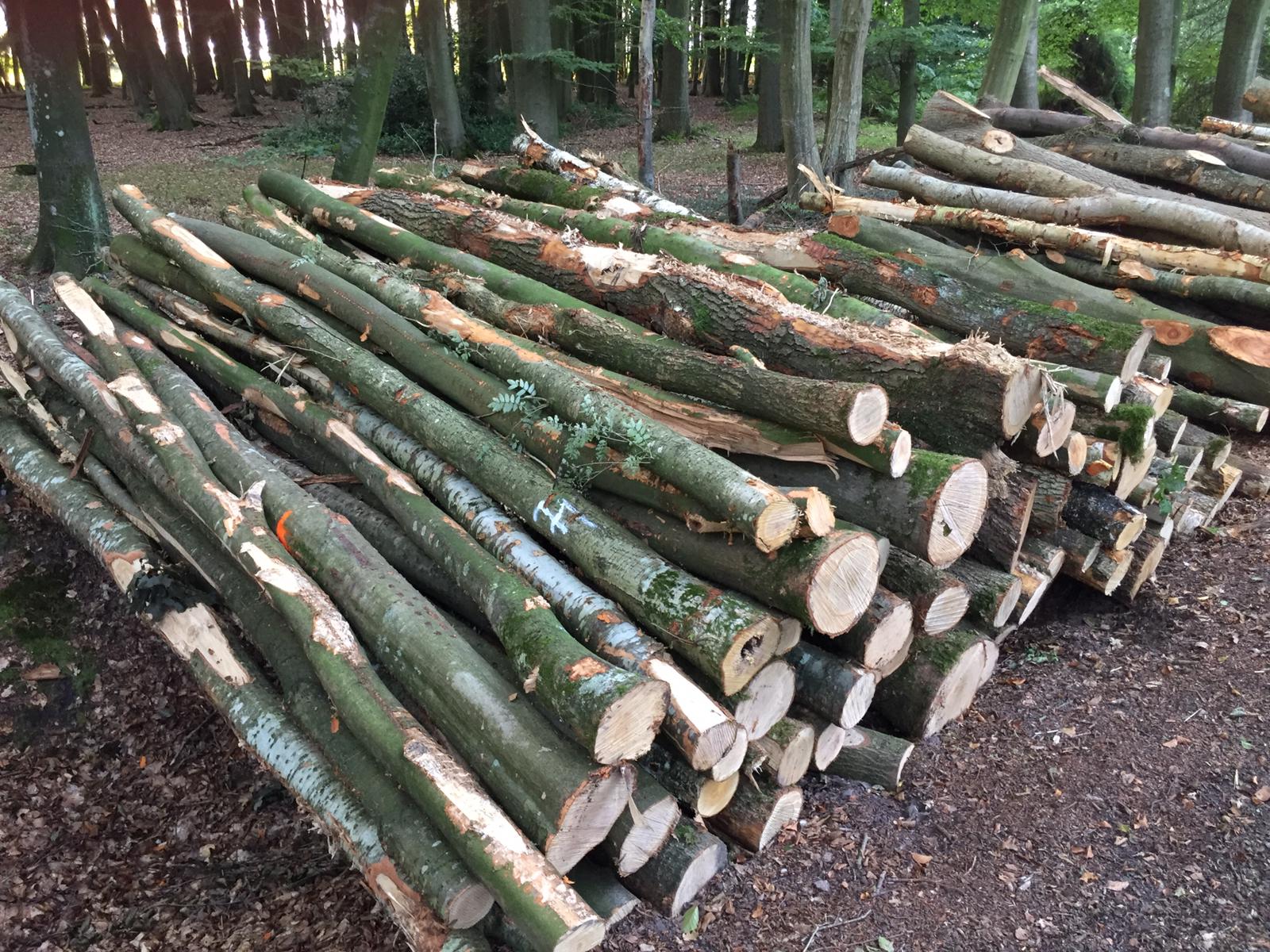 Stammware Buche / Esche / Eiche